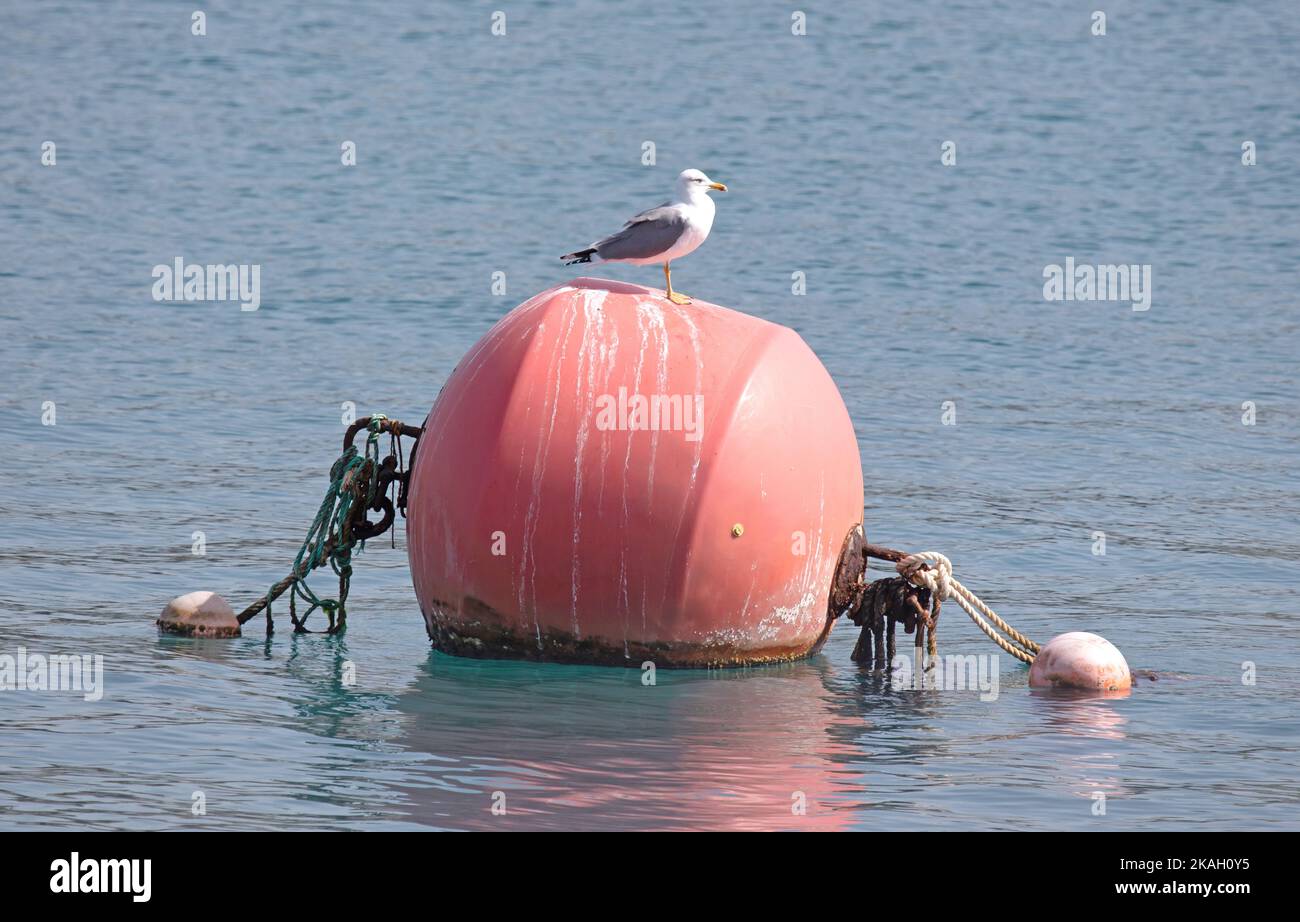 Seagull on a large red buoy, selective focus Stock Photo - Alamy