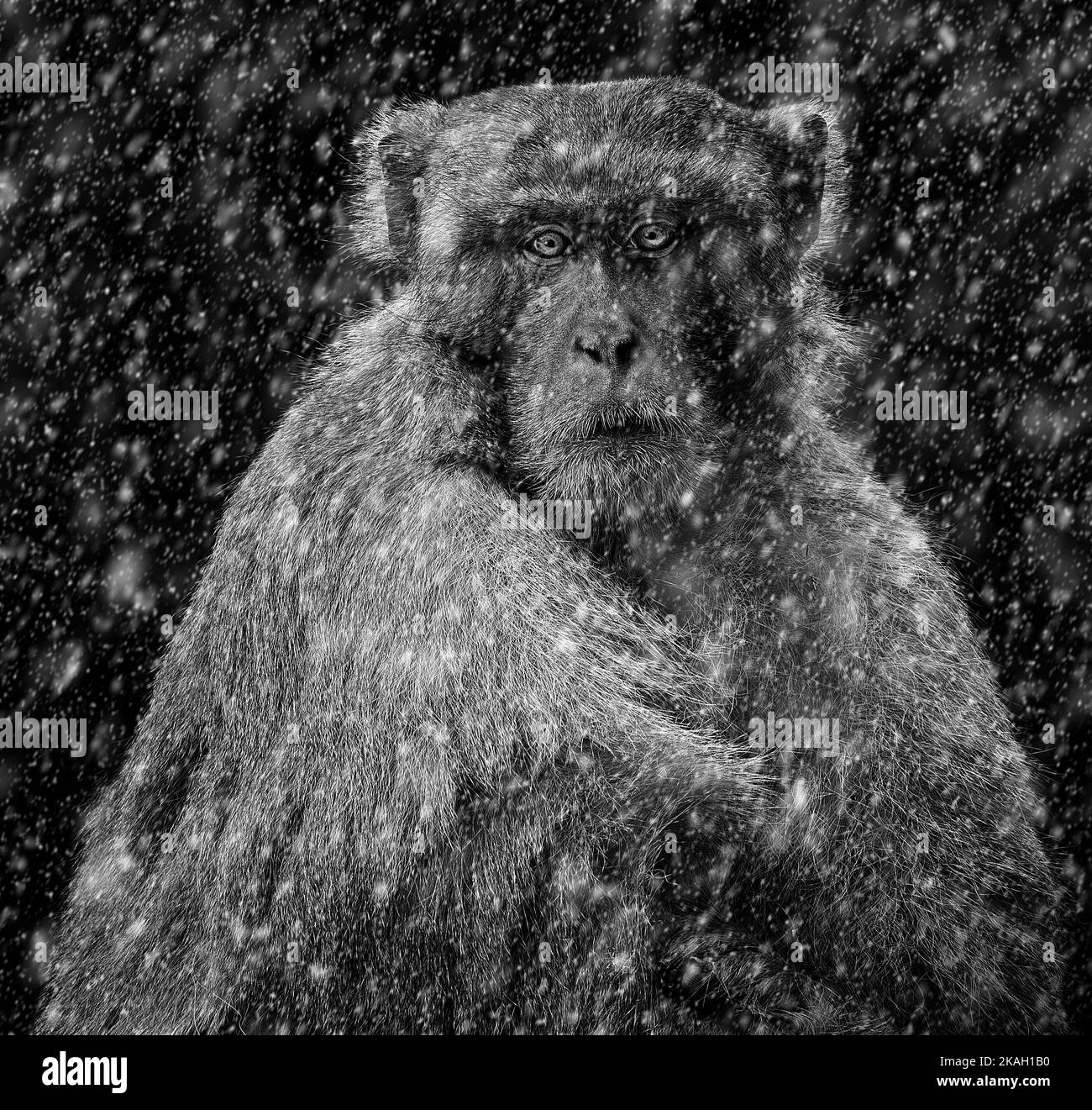 snow monkey Black and White Stock Photos & Images - Alamy
