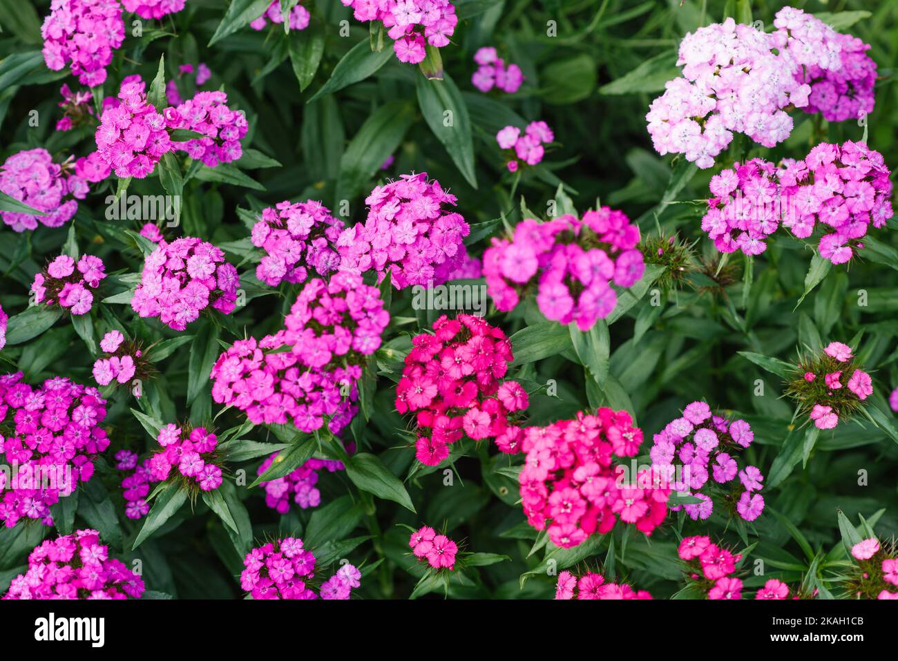 Carnation zoom flower nature hi-res stock photography and images - Alamy