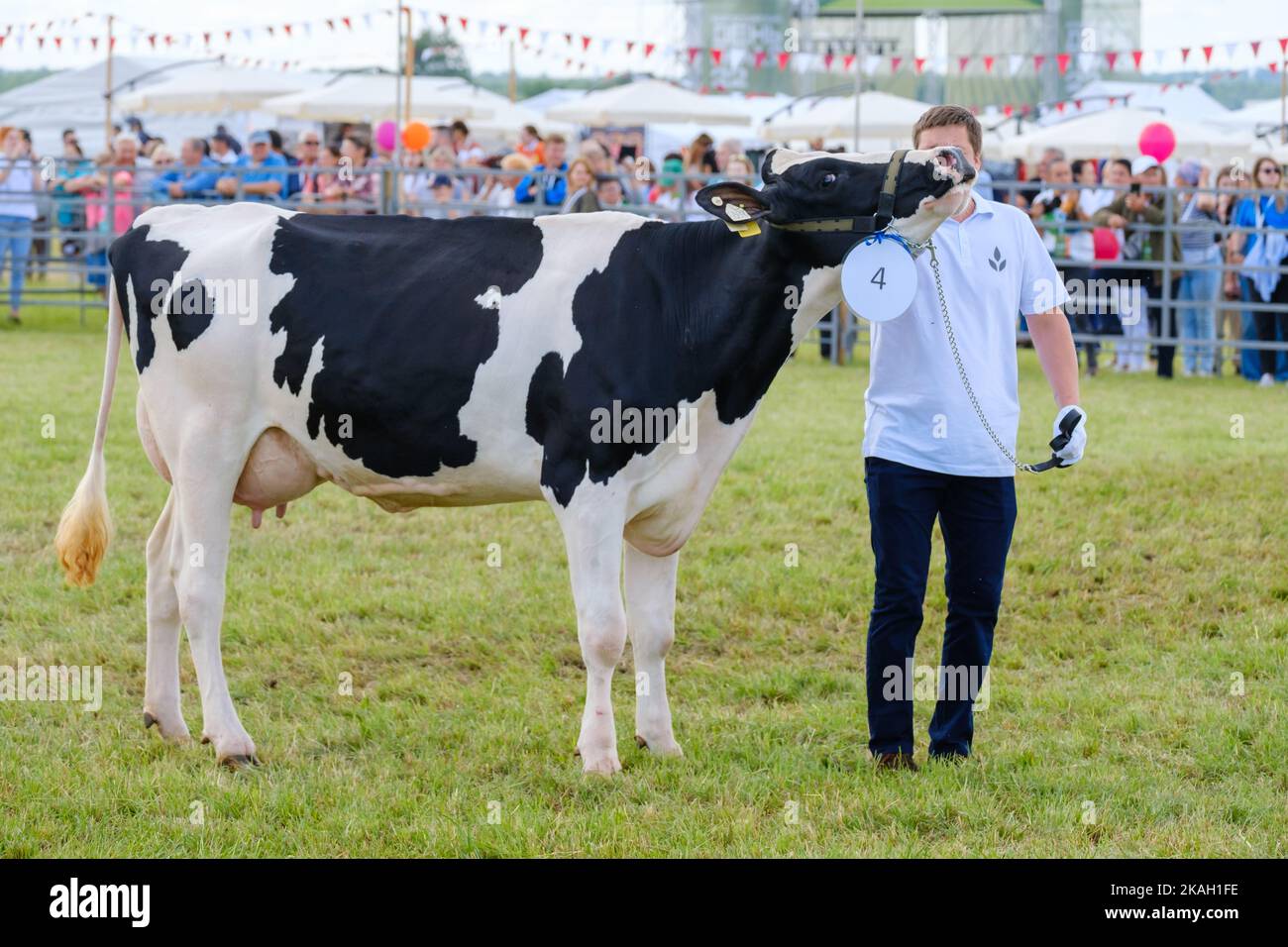 Bovine audience hi-res stock photography and images - Alamy