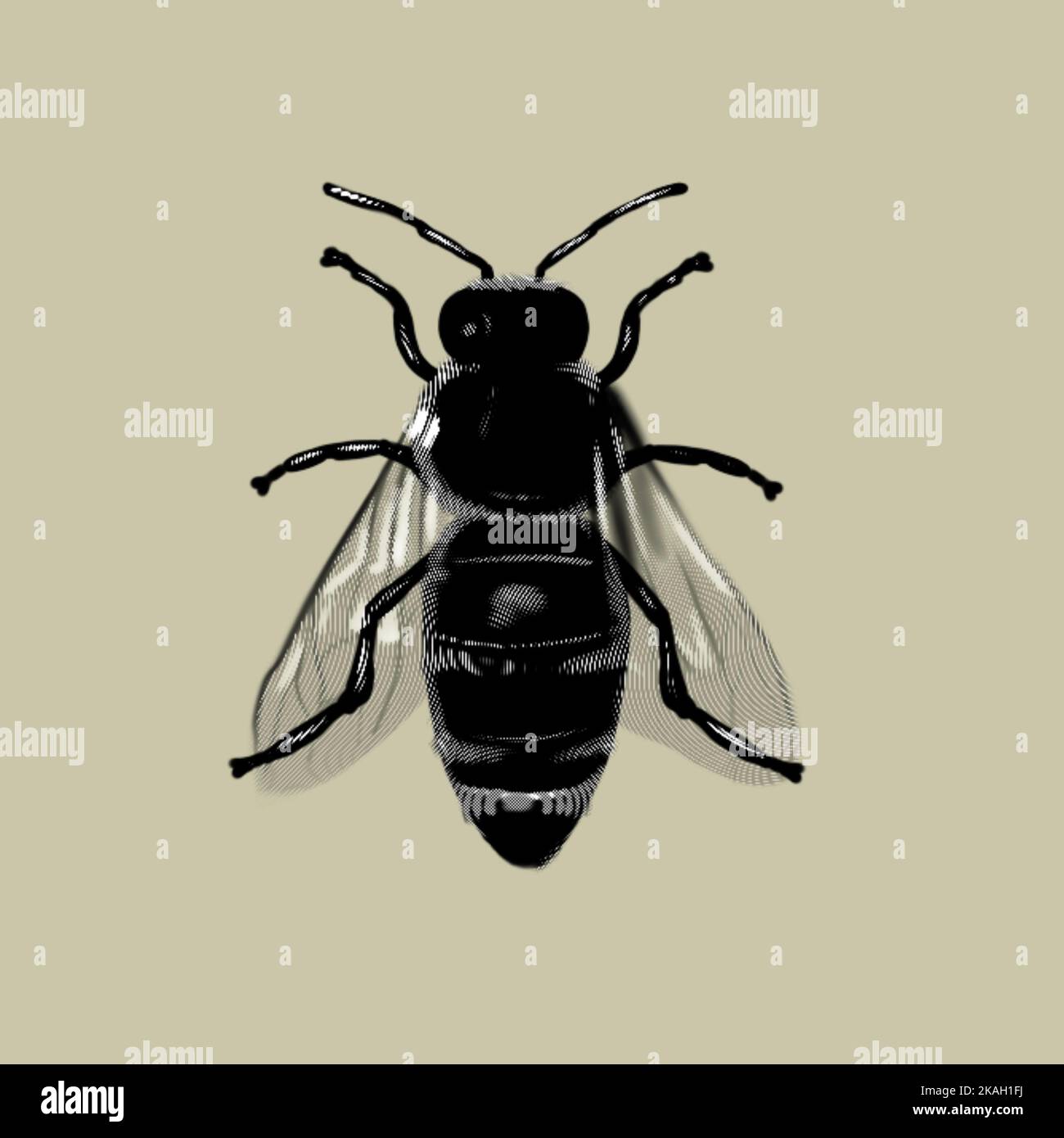 graphic engraving. Graphic bee. Realistic ink bee. honey bee Stock ...