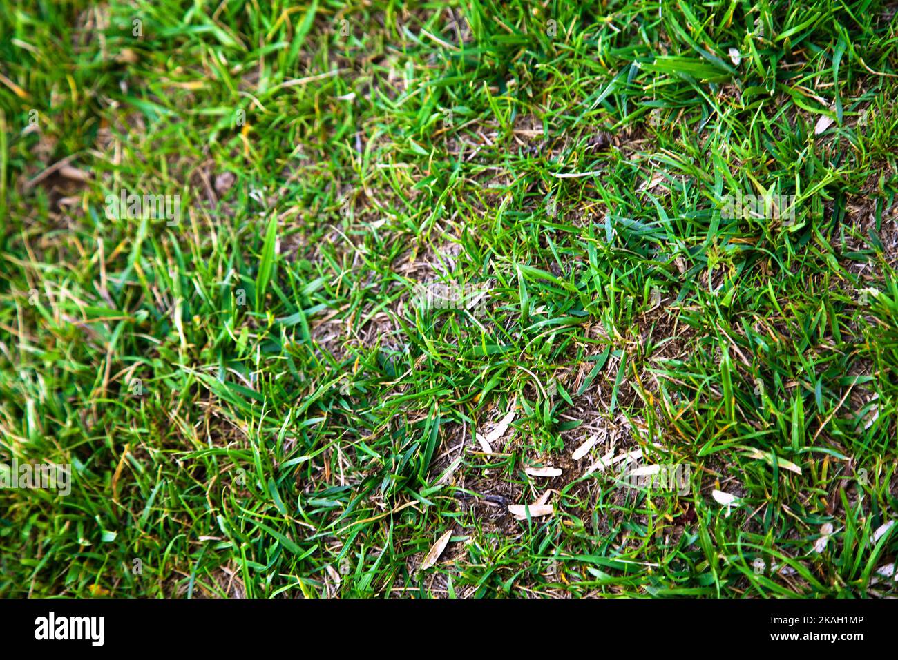 Green grass nature background, natural texture of plant in close-up ...