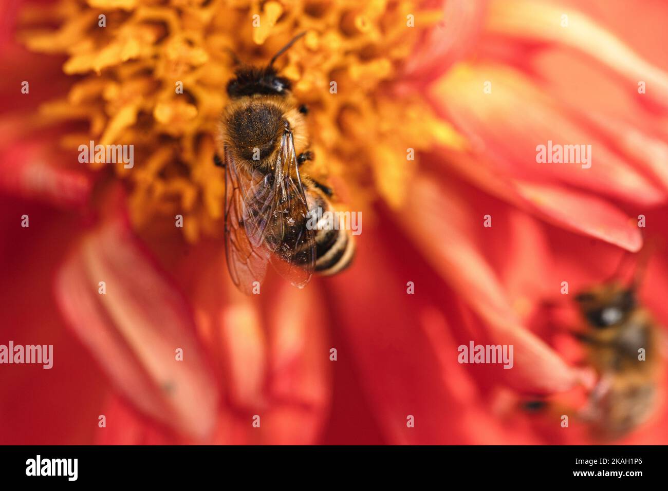 A honey bee gathers pollen on a garden flower while another waits in ...