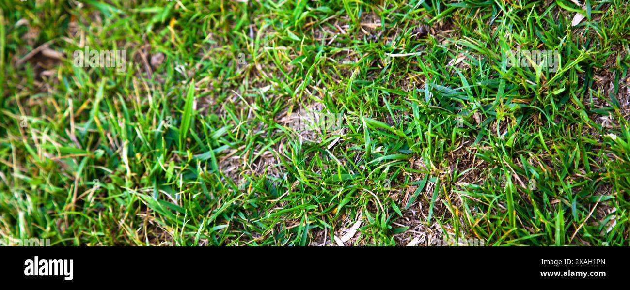 Green grass nature background, natural texture of plant in close-up ...