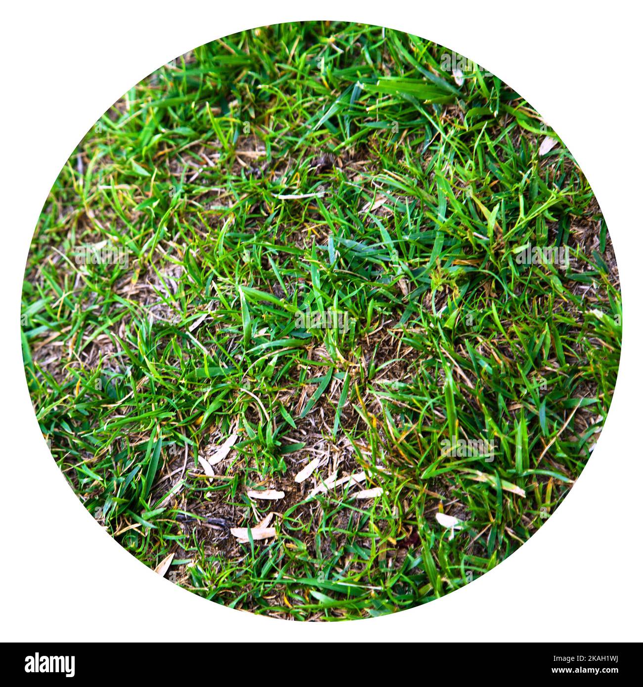 Green grass nature background, natural texture of plant in close-up ...