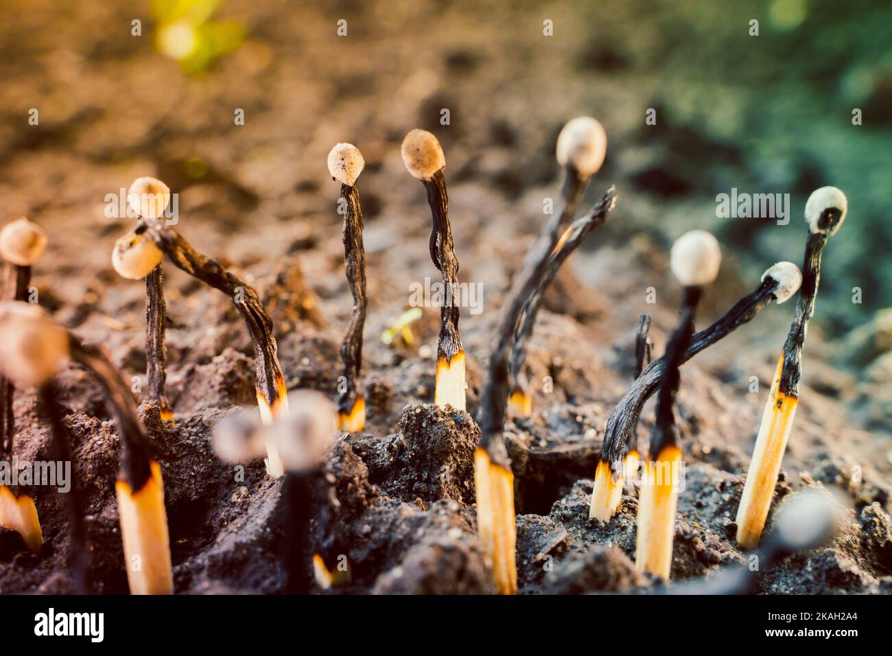 Used household wooden matches sticking out of the soil close-up on a ...