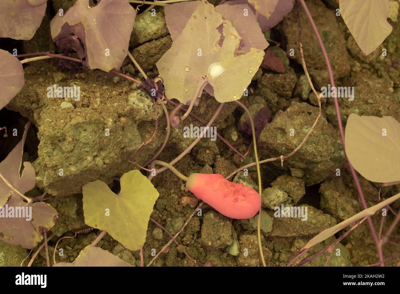 infrared image of the creeping gourd vegetables plant at the farm Stock ...