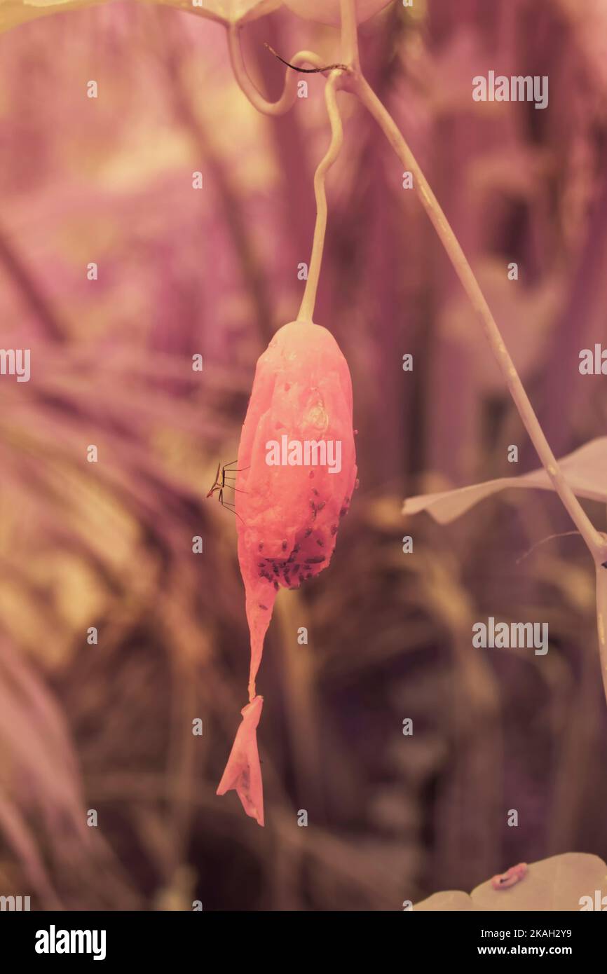 infrared image of the creeping gourd vegetables plant at the farm Stock ...