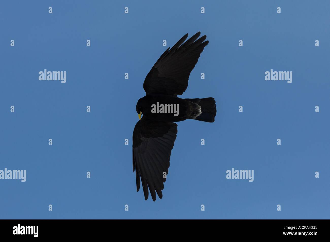 alpine chough (pyrrhocorax graculus) in flight with spread wings Stock ...