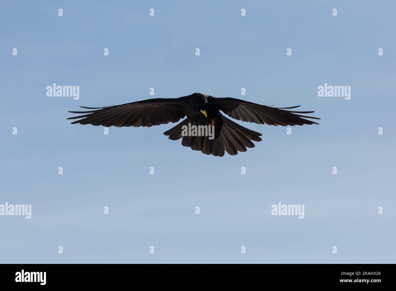 close-up flying alpine chough bird (pyrrhocorax graculus) with spread ...