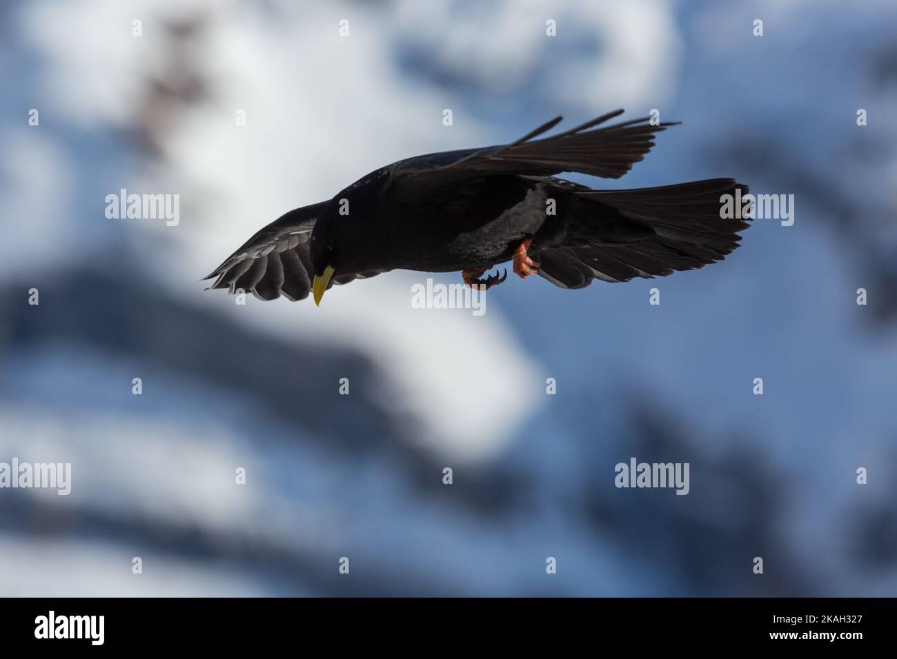 close-up one alpine chough bird (pyrrhocorax graculus) in flight in ...