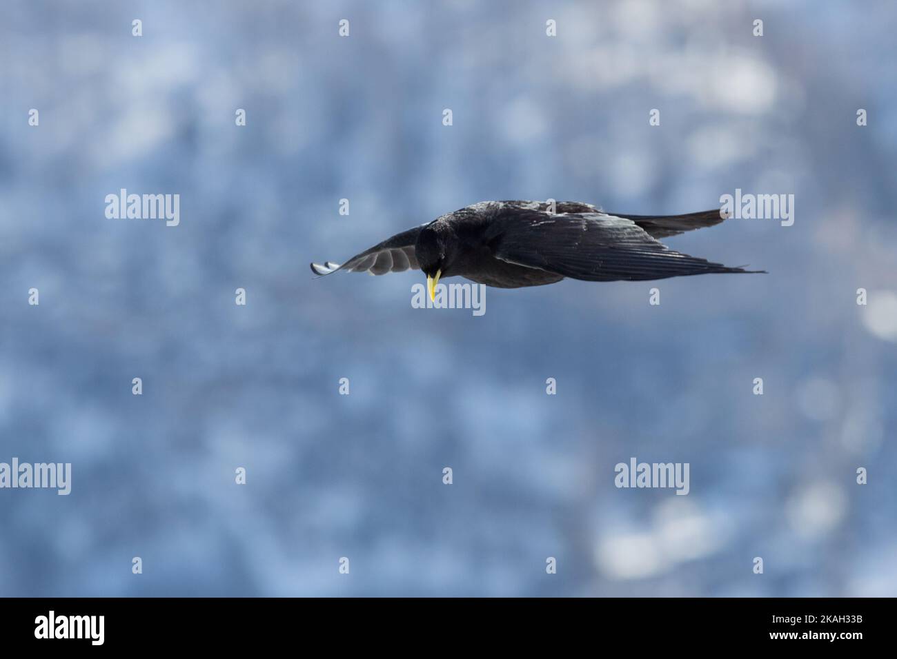 one alpine chough bird (pyrrhocorax graculus) in flight in winter Stock ...