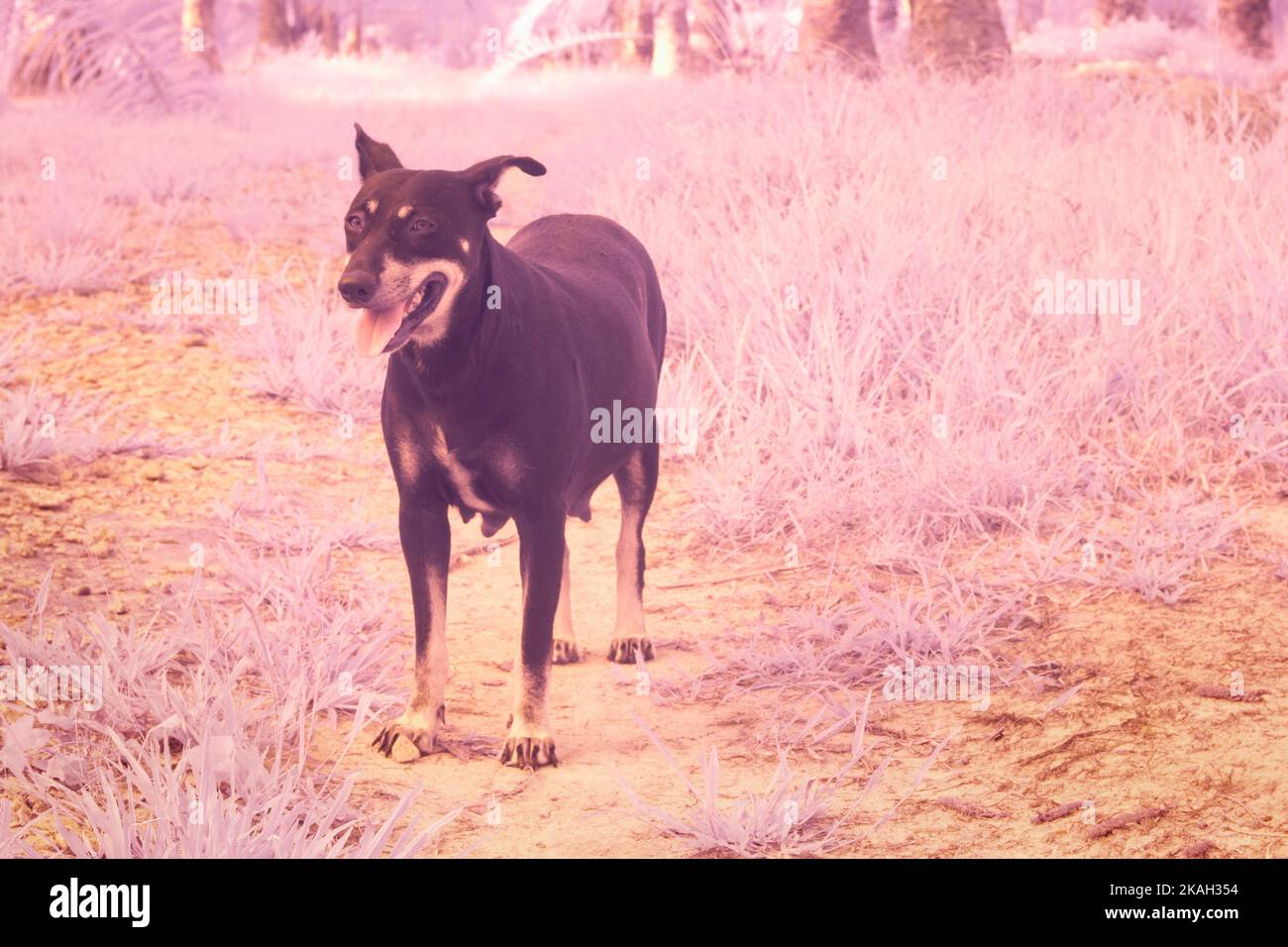 infrared image of the stray dog at the farm Stock Photo - Alamy
