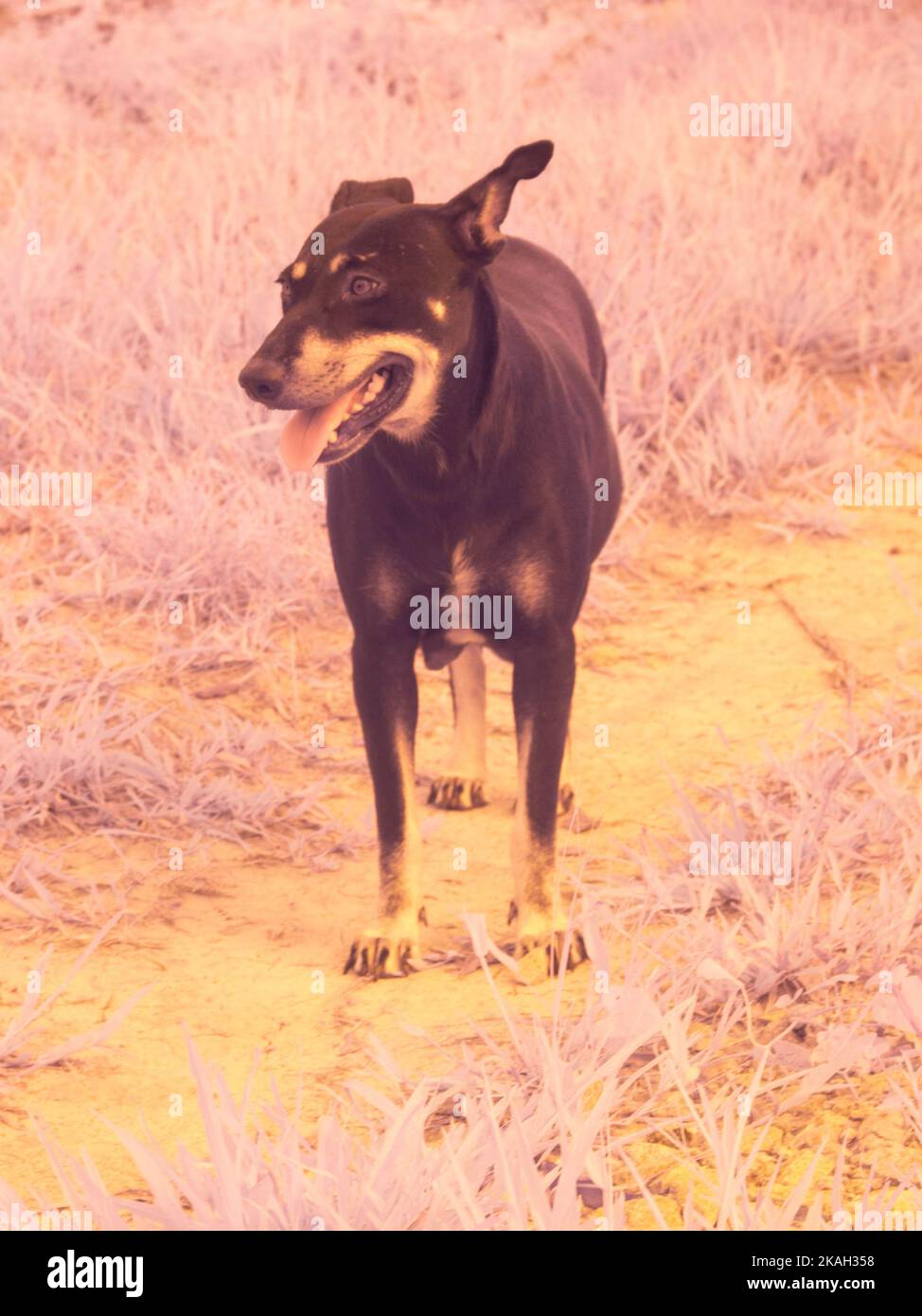 infrared image of the stray dog at the farm Stock Photo - Alamy