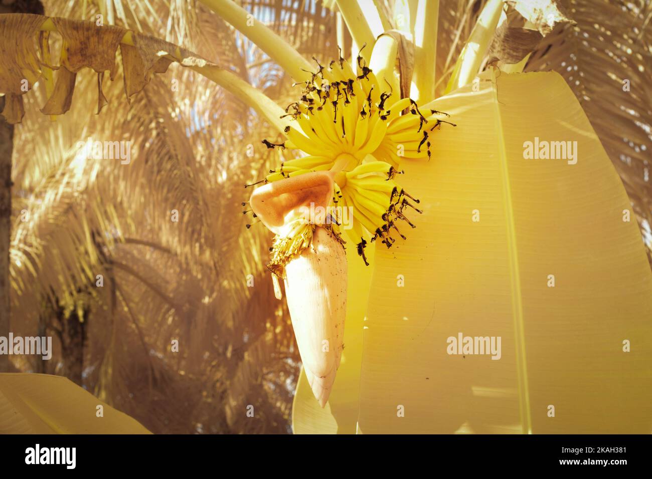 infrared image of wild cluster of the banana fruit hanging on tree ...