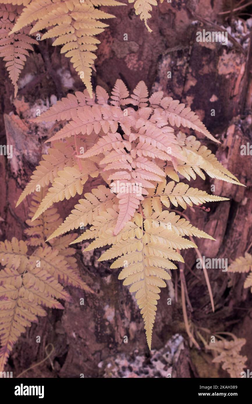 infrared image of wild species ferns leaf growing at the plantation ...