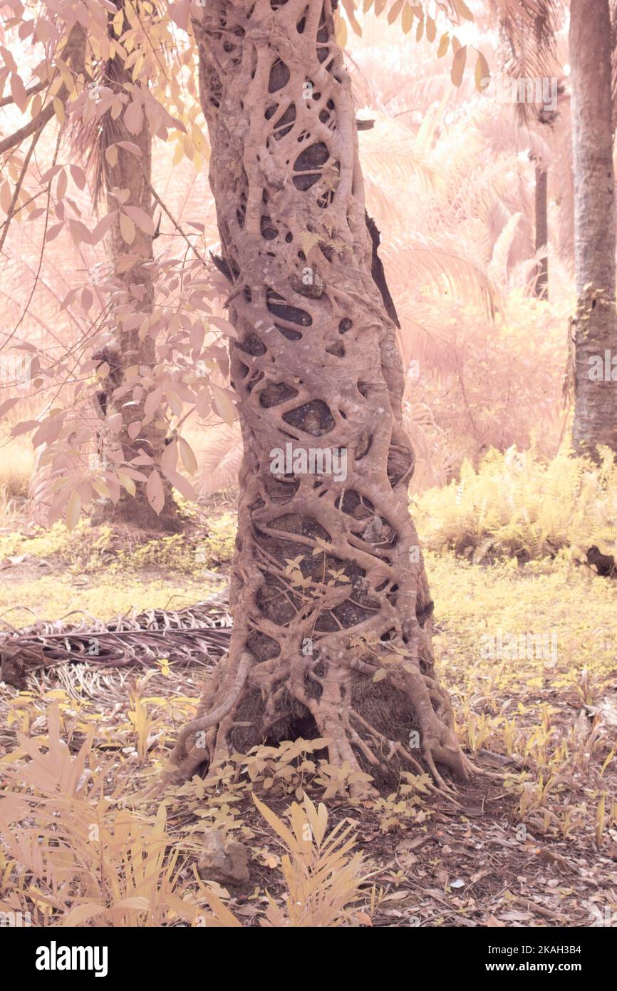 infrared image of creeping ficus microcarpa root around the oil palm ...