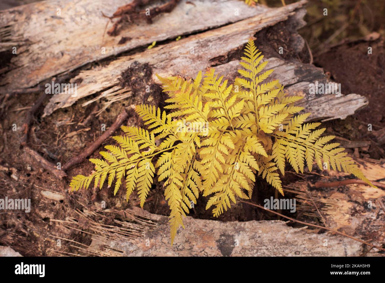 infrared image of wild species ferns leaf growing at the plantation ...