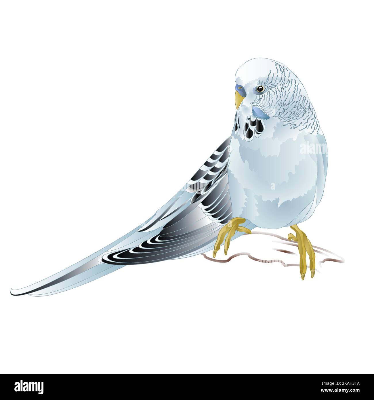 Budgerigar, blue pet parakeet or budgie or shell parakeet home pet on a ...