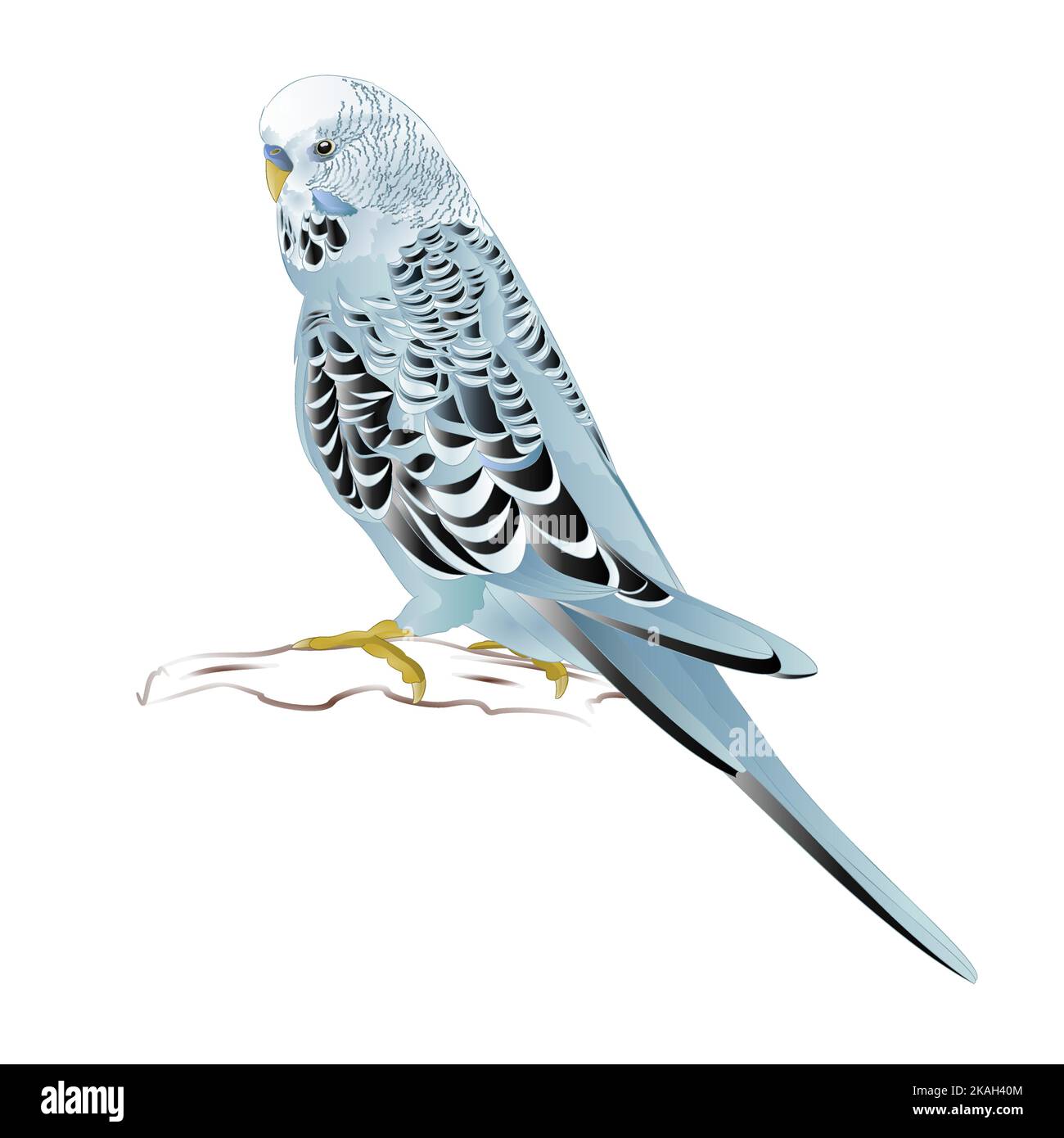 Budgerigar, home pet ,blue pet parakeet or budgie or shell parakeet on ...