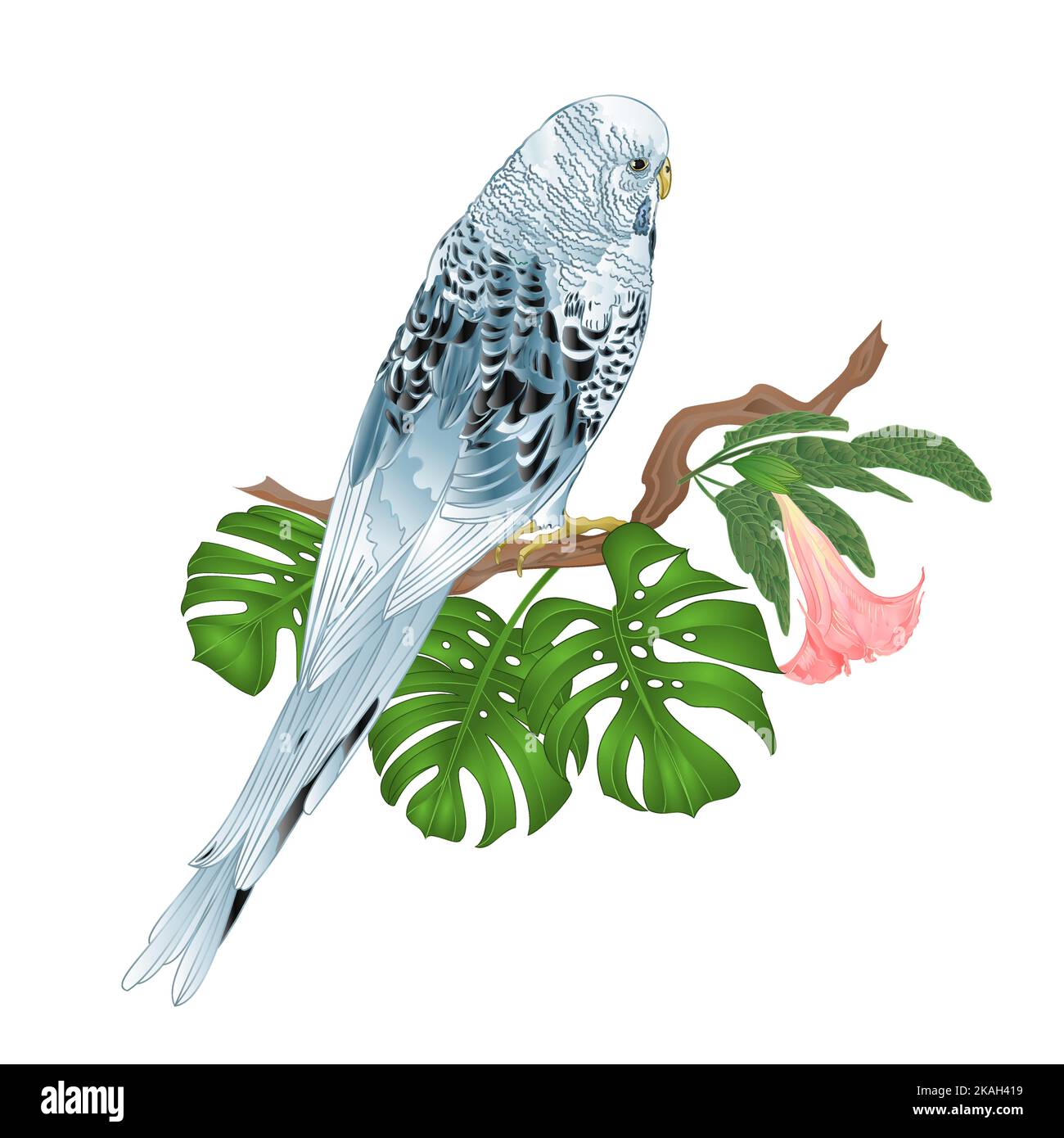 Budgerigar, blue pet parakeet or shell parakeet or budgie home pet with ...