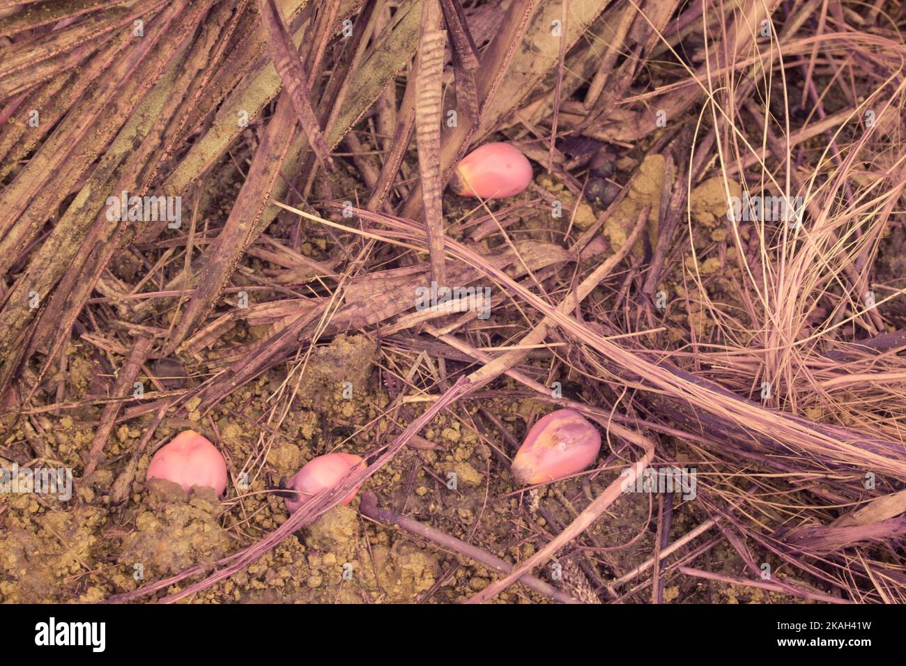infrared image of the palm oil fruit and seed dropping at the ...