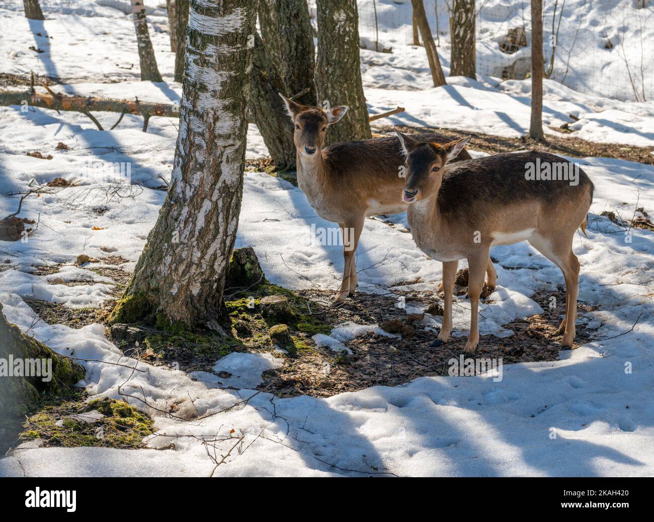 Doe portrait standing head hi-res stock photography and images - Alamy