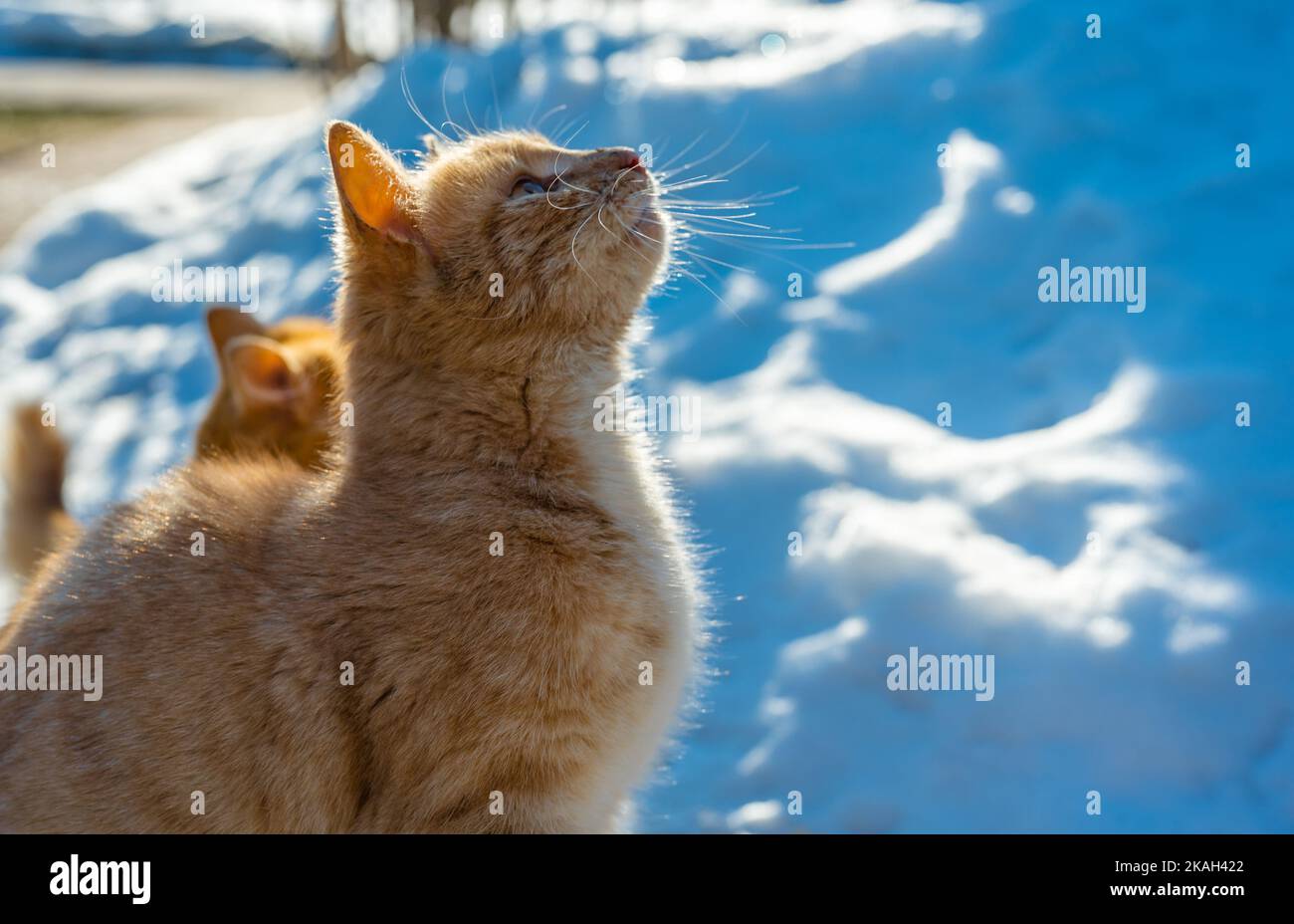 Homeless stray cats begging for food in winter. Problem of homeless ...
