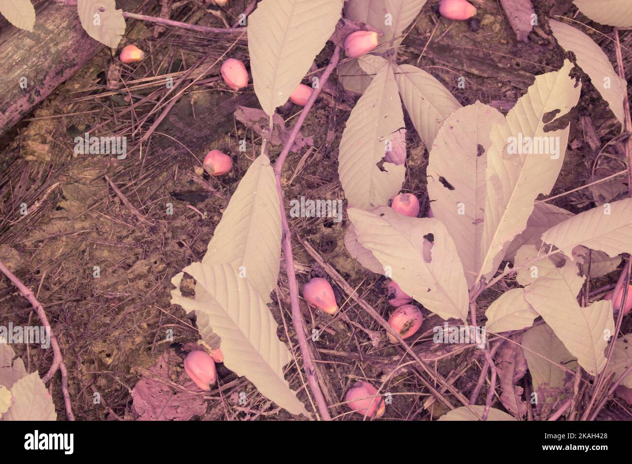 infrared image of the palm oil fruit and seed dropping at the ...