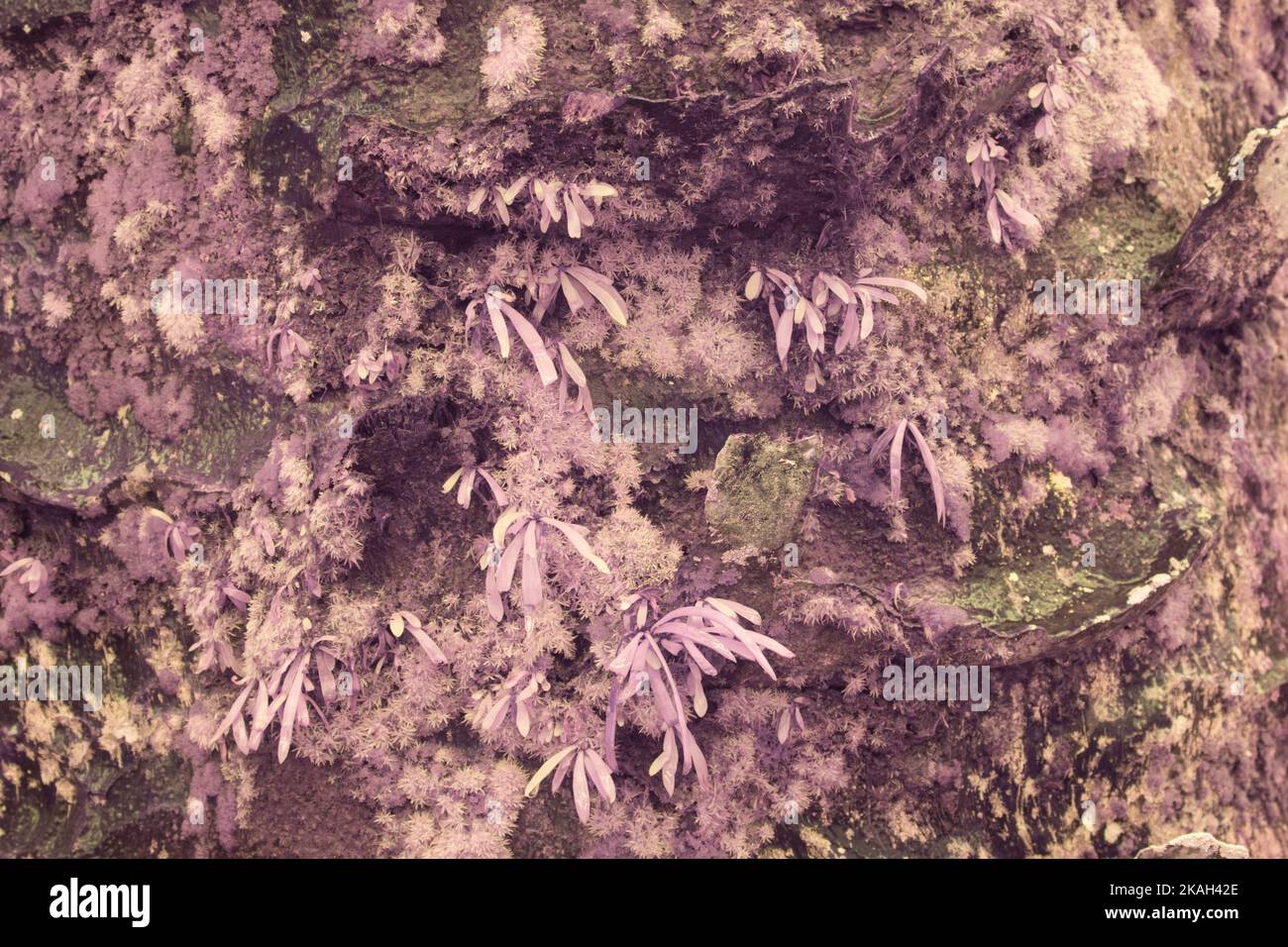 infrared image of the vittaria ensiformis fern and moss foliage ...
