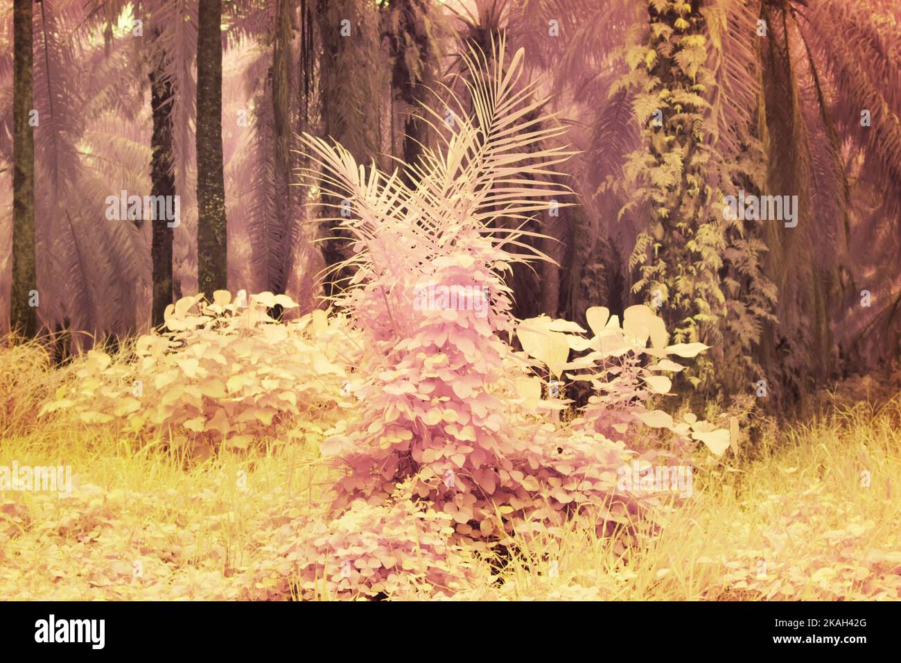 infrared image of wild creeping and climbing vegetation at the ...