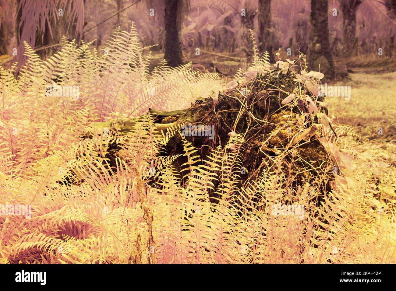 infrared image of wild creeping and climbing vegetation at the ...