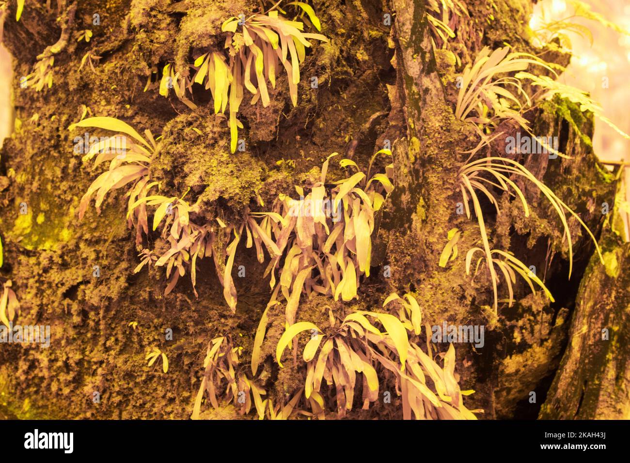 infrared image of the vittaria ensiformis fern and moss foliage ...