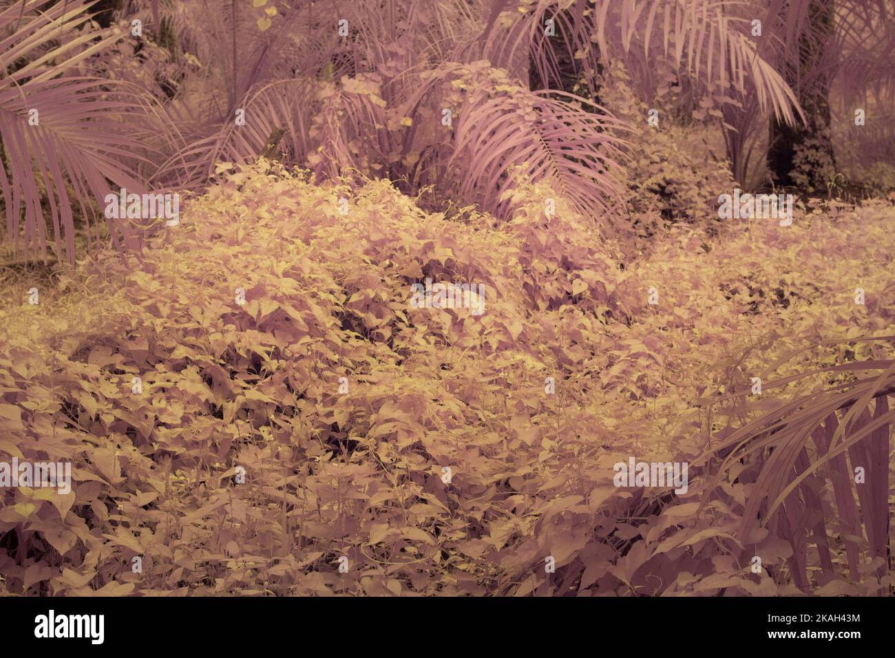 infrared image of wild creeping and climbing vegetation at the ...