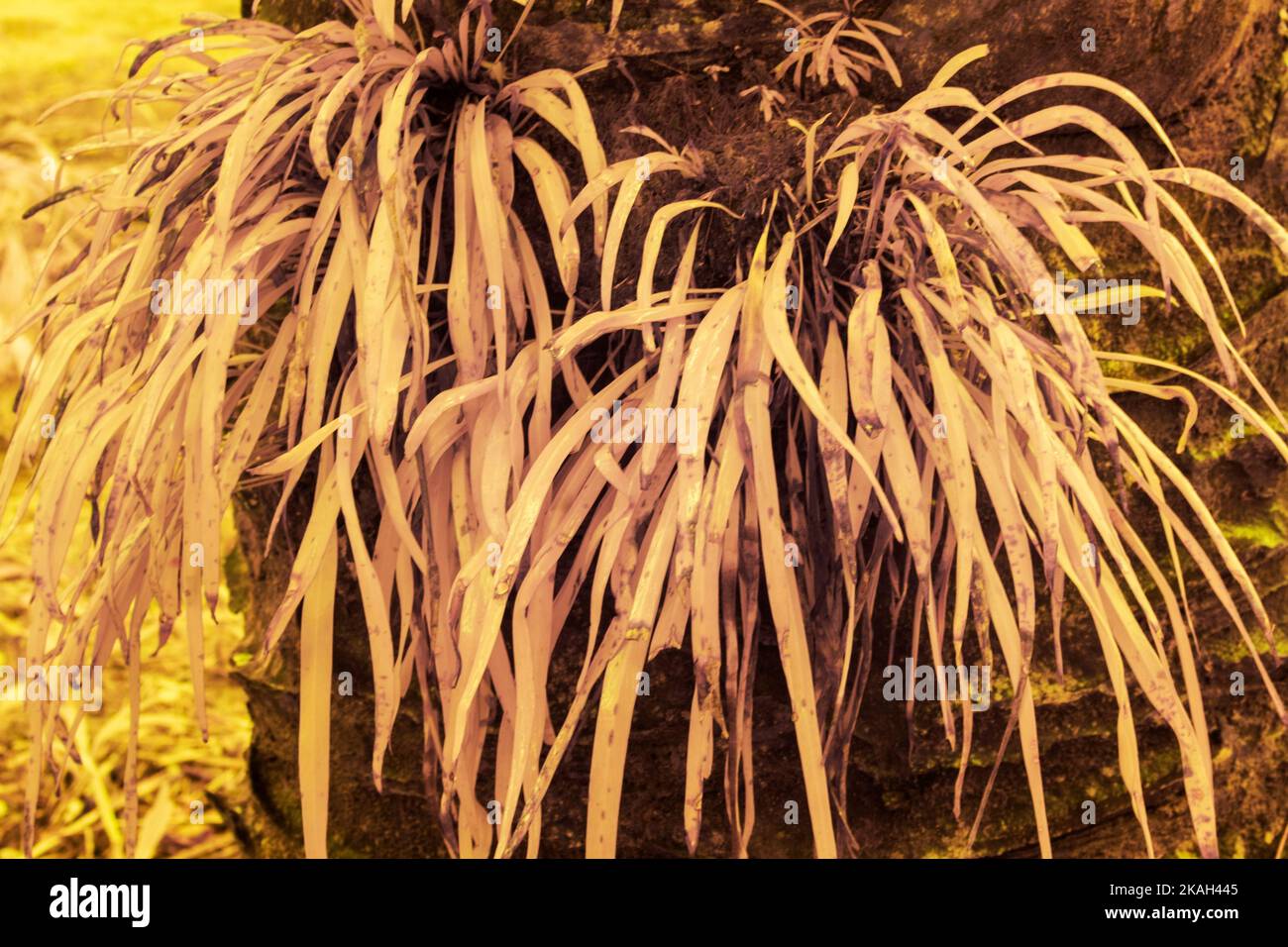 Pteridaceae ensiformis hi-res stock photography and images - Alamy