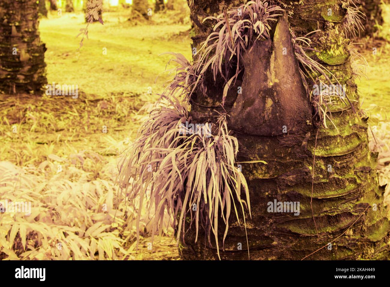 Pteridaceae ensiformis hi-res stock photography and images - Alamy