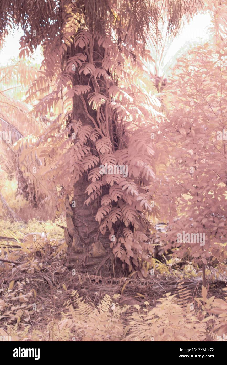 infrared image of the wild creeping monstera plant Stock Photo - Alamy