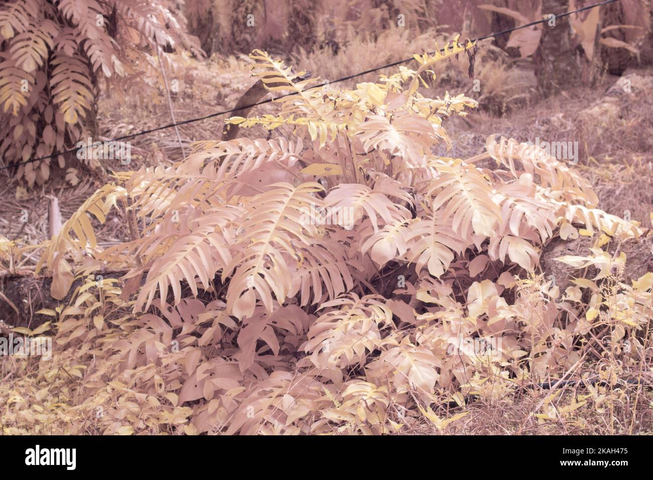 infrared image of the wild creeping monstera plant Stock Photo - Alamy