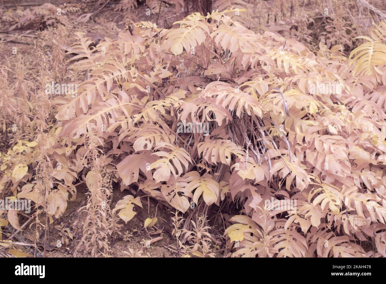 infrared image of the wild creeping monstera plant Stock Photo - Alamy