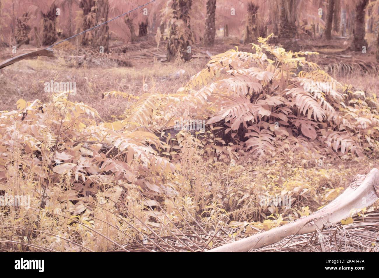 infrared image of the wild creeping monstera plant Stock Photo - Alamy