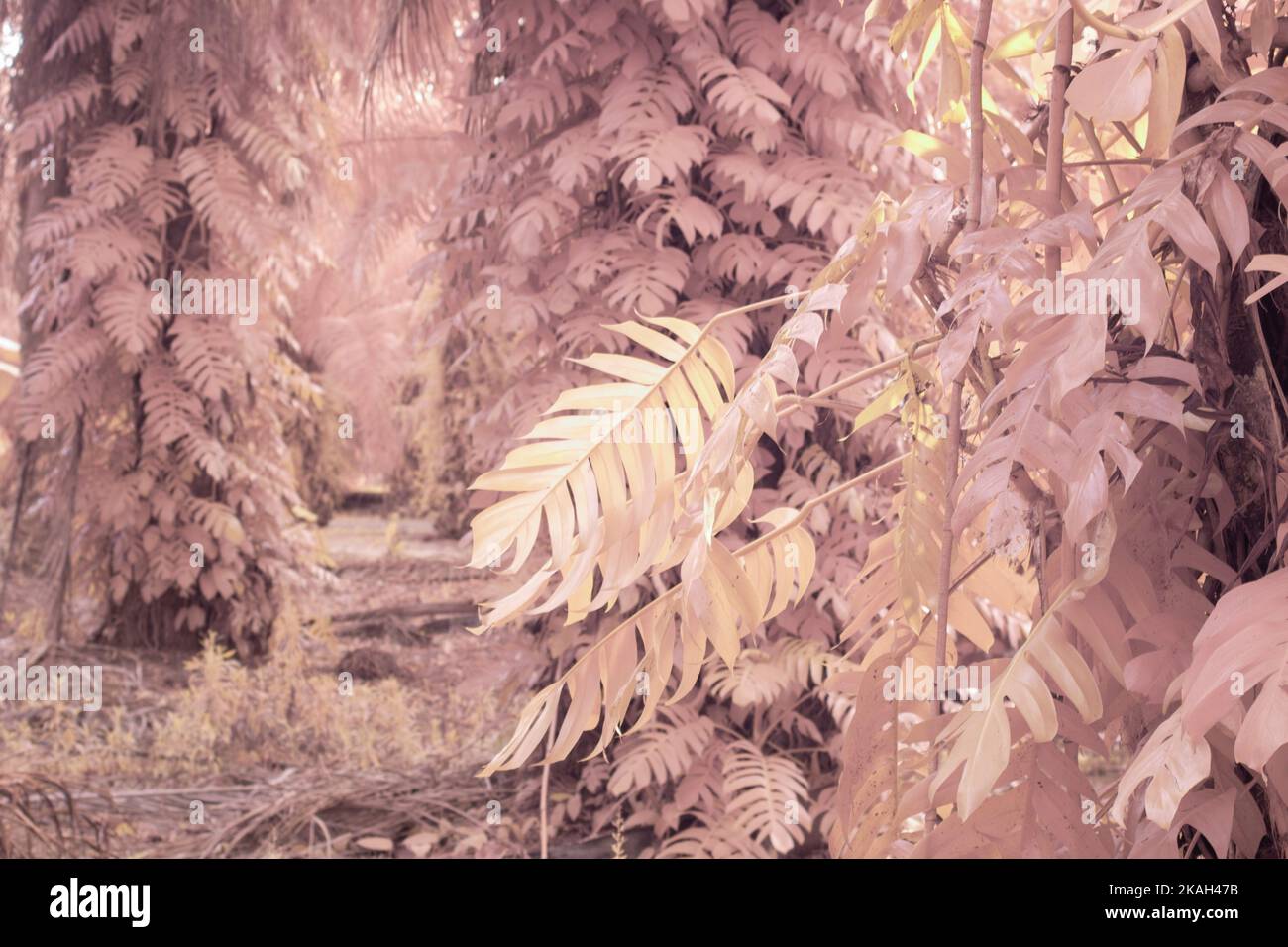 infrared image of the wild creeping monstera plant Stock Photo - Alamy