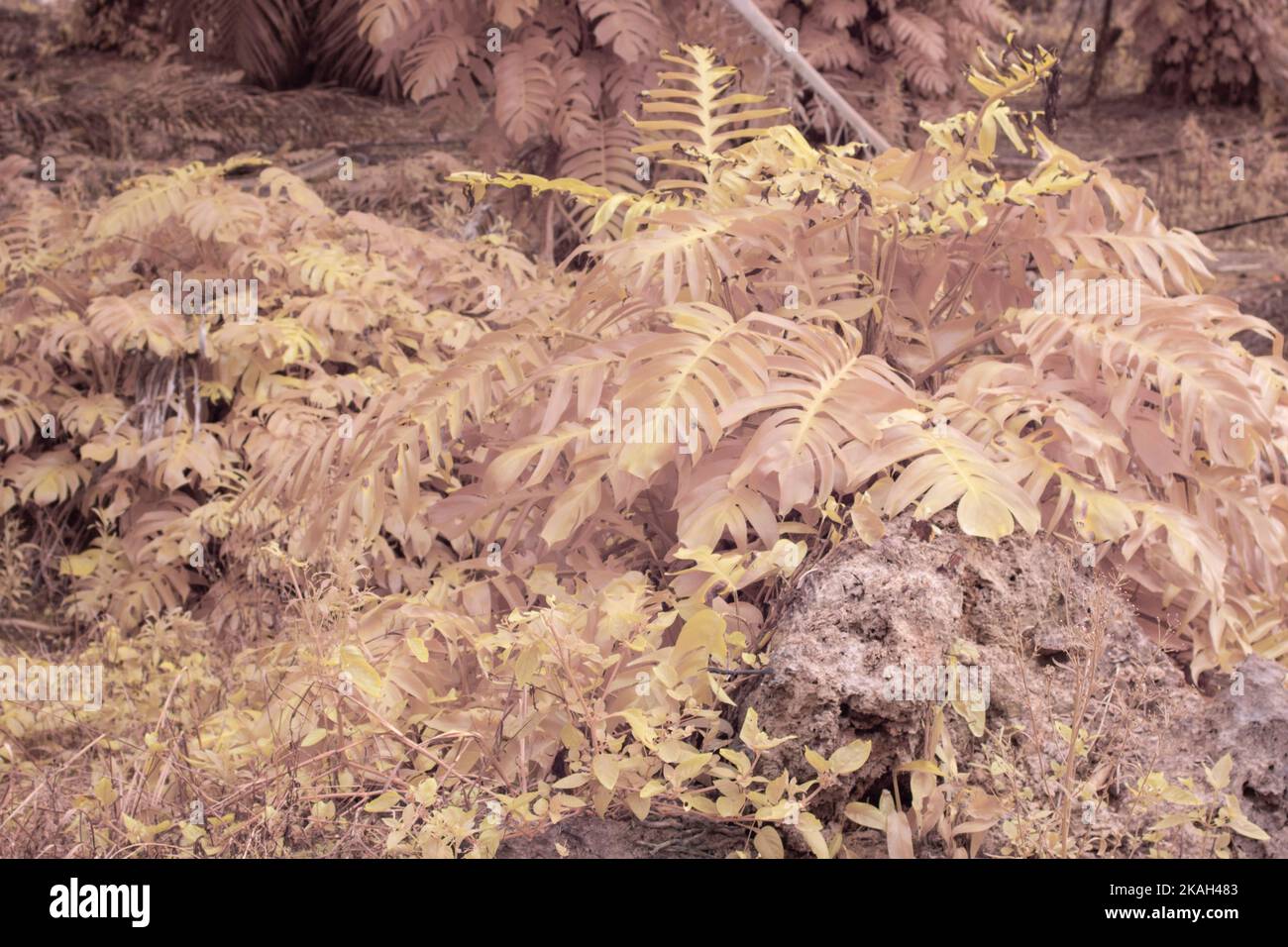 infrared image of the wild creeping monstera plant Stock Photo - Alamy