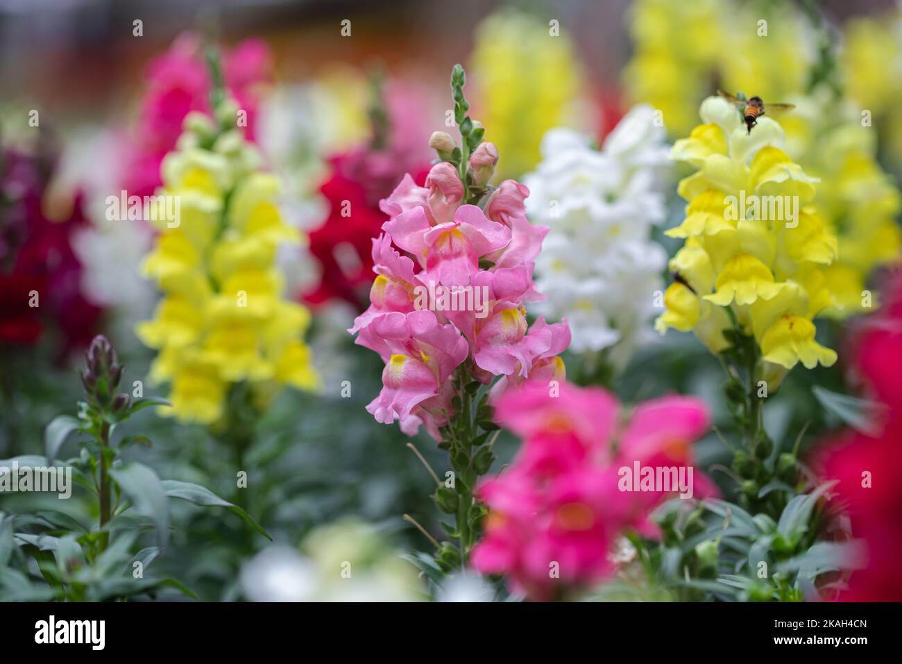 Beautiful Antirrhinum majus dragon flower is blooming in the garden ...