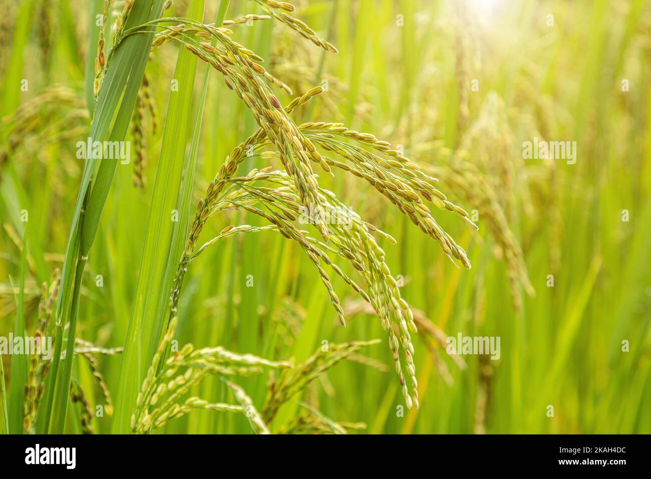 Jasmine rice field, Close up yellow rice seed ripe and green leaves ...