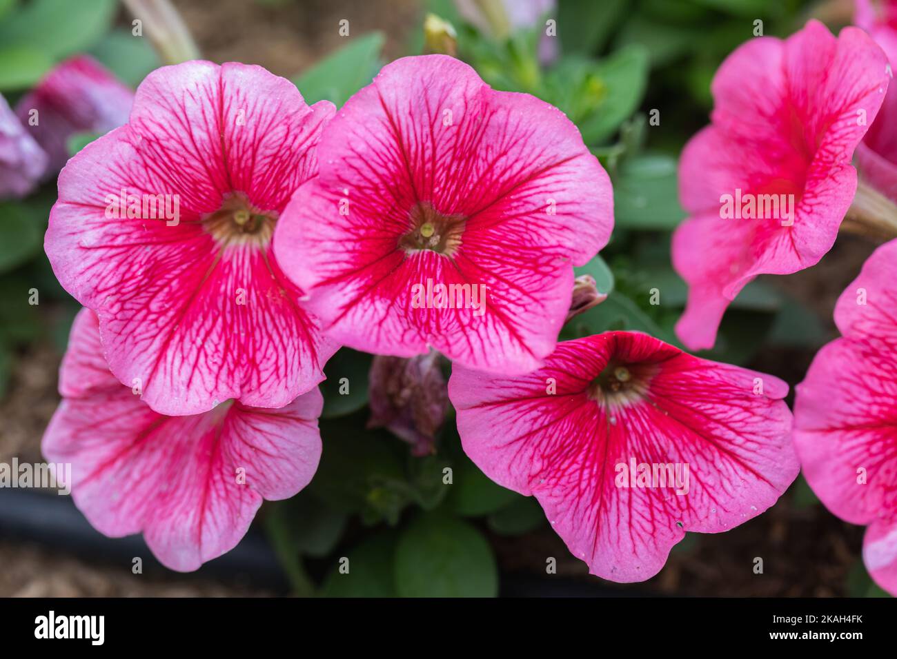 Beautiful petunia flowers in the garden at spring time (Petunia ...