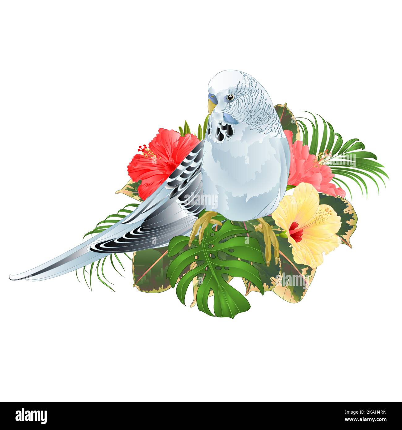 Budgerigar, blue pet parakeet and hibiscus on a tropical background ...