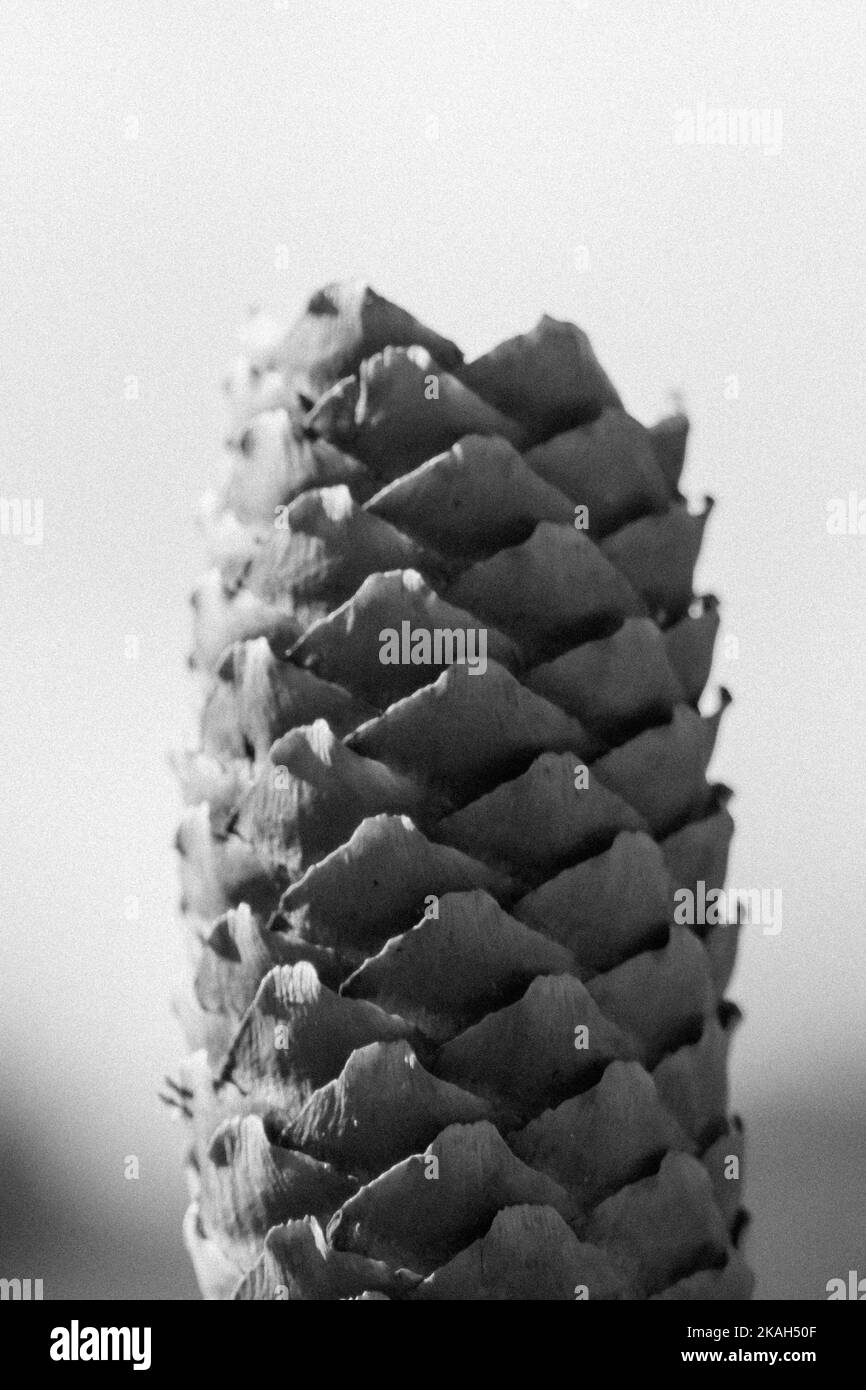 White pinecone Black and White Stock Photos & Images - Alamy