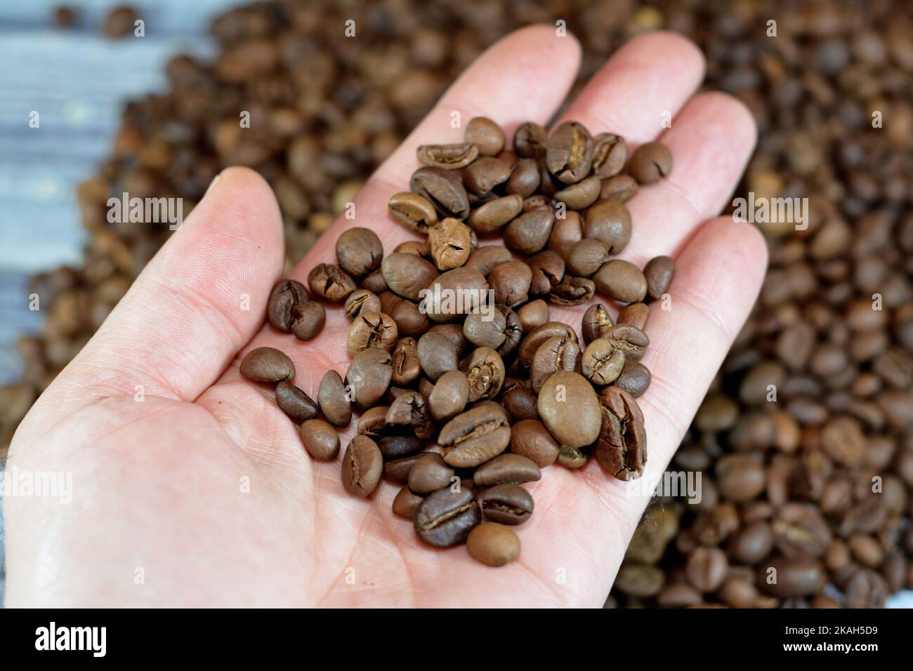 coffee beans, seeds of the Coffea plant and the source for coffee. It ...