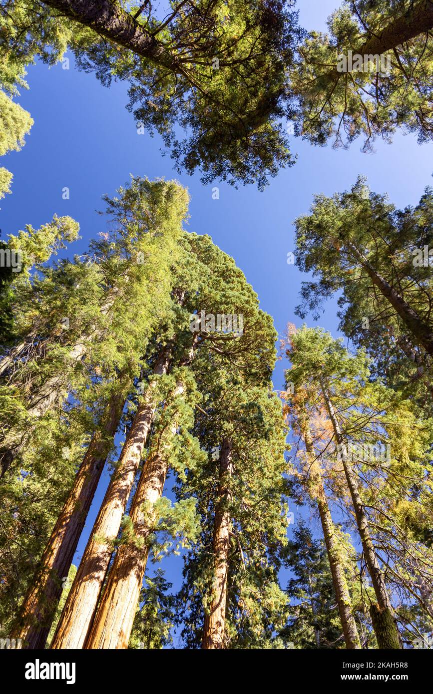 Giant Sequoia Trees in Sequoia National Park, California, US Stock ...
