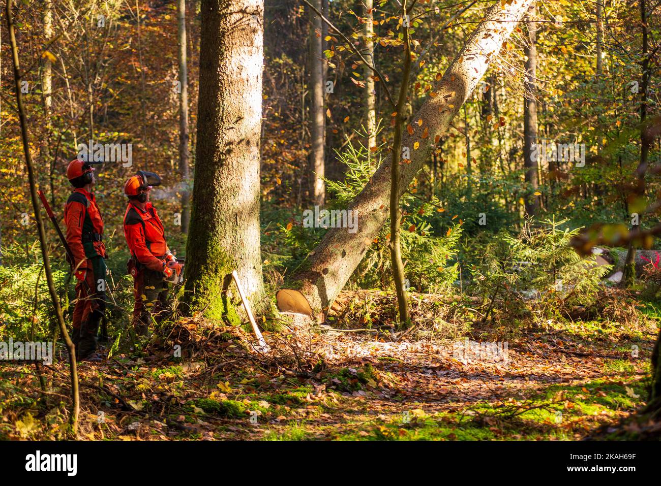 Two cutting tree in forest hi-res stock photography and images - Alamy